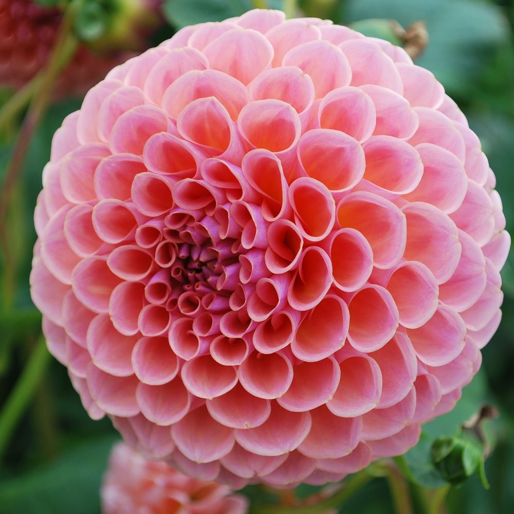Gilbert's Dahlias