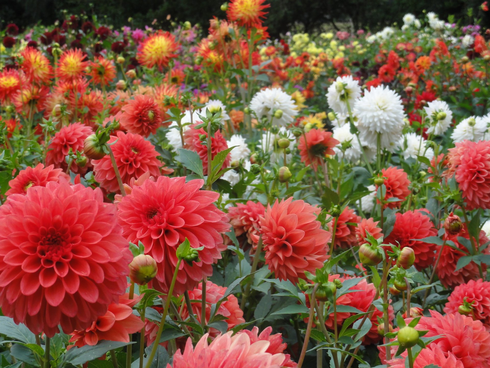 Gilbert's Dahlias