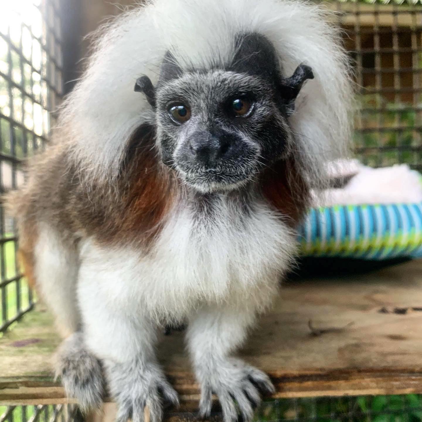 Meet a Capybara and Sloth at Amazing Animals Inc.