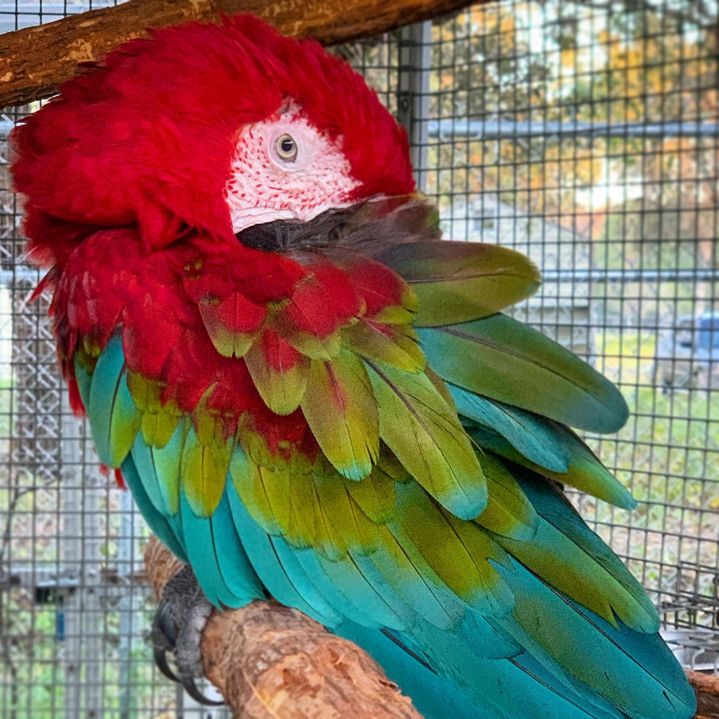 Meet a Capybara and Sloth at Amazing Animals Inc.