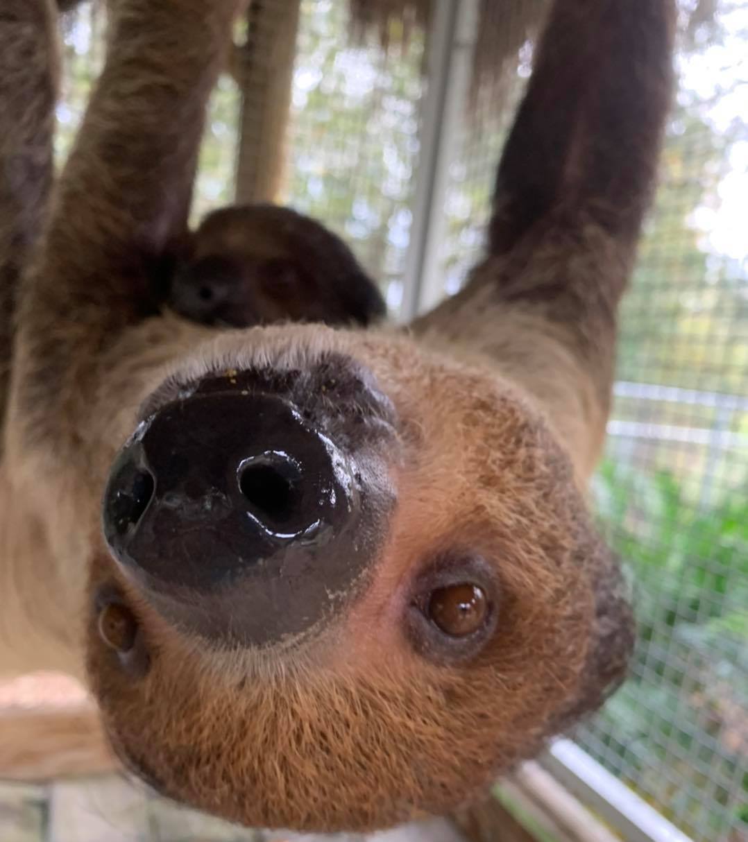 Pet a sloth at Amazing Animals Inc. Wildlife Preserve