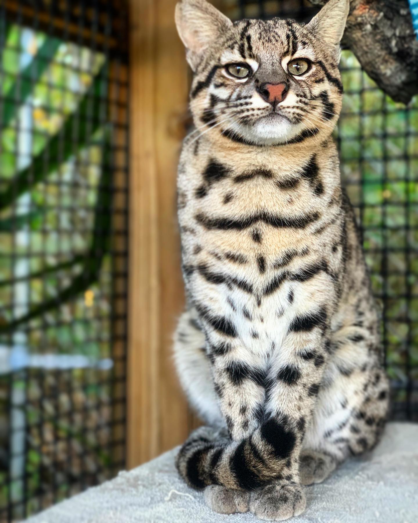 Support the Geoffroy’s Cats Conservation Project!