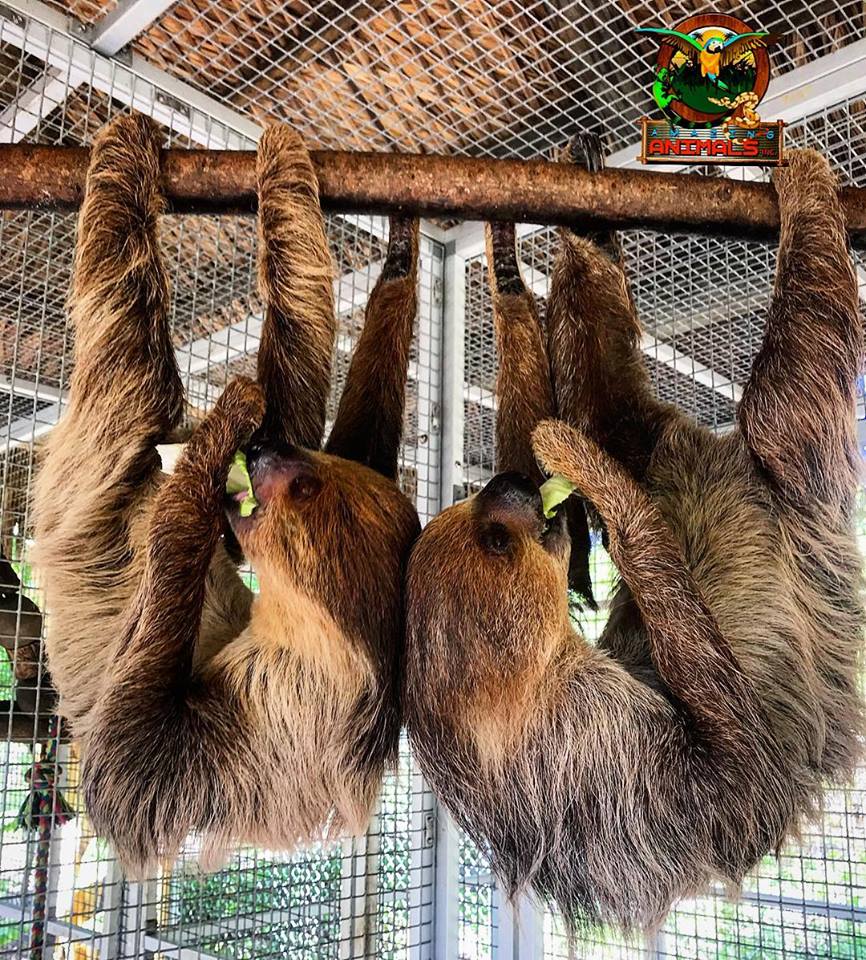 Amazing Animals Inc- Meet our animal ambassadors