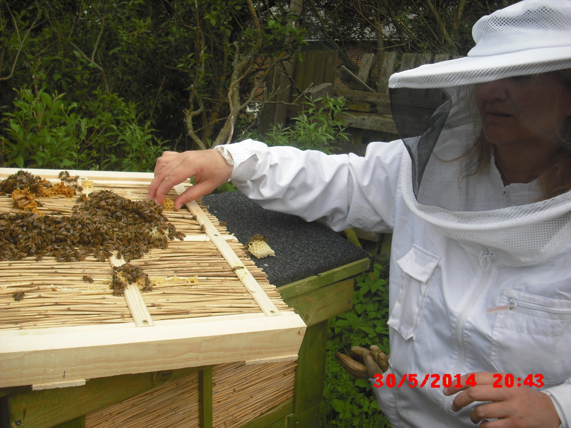 OPTIMAL BEES, Beste Bienen Beute, Klima Beute, Schilf Stroh Beute ...