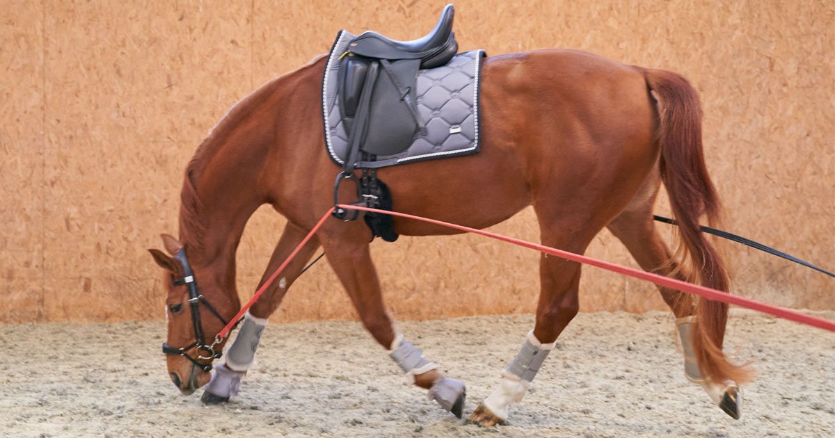 Moorcroft Equine Rehabilitation Centre - Learn to Long Rein