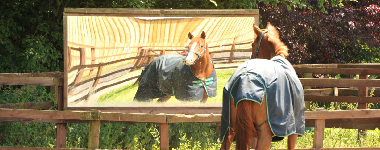 Moorcroft Equine Rehabilitation Centre- Using Mirrors to Reduce Stress