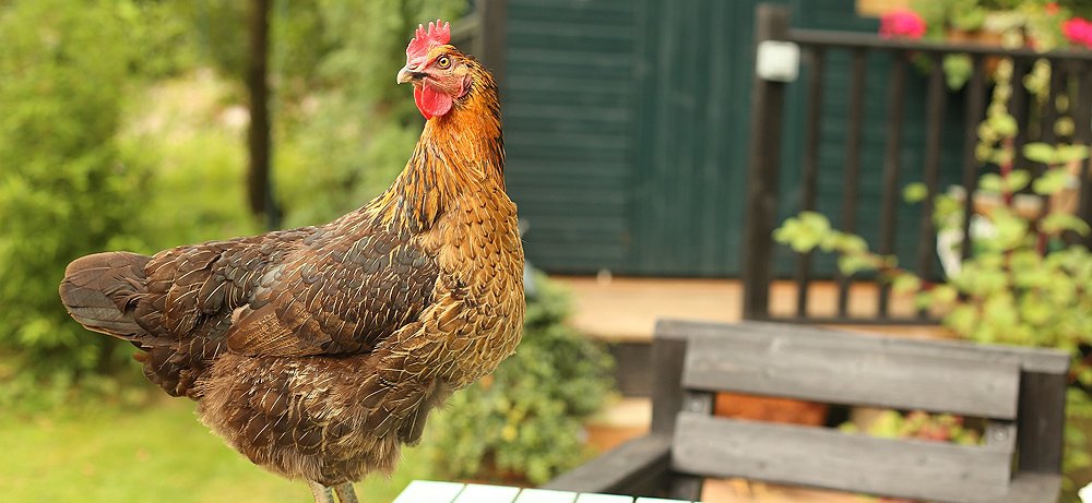 Fuchs und Marder die Feinde der Hühner