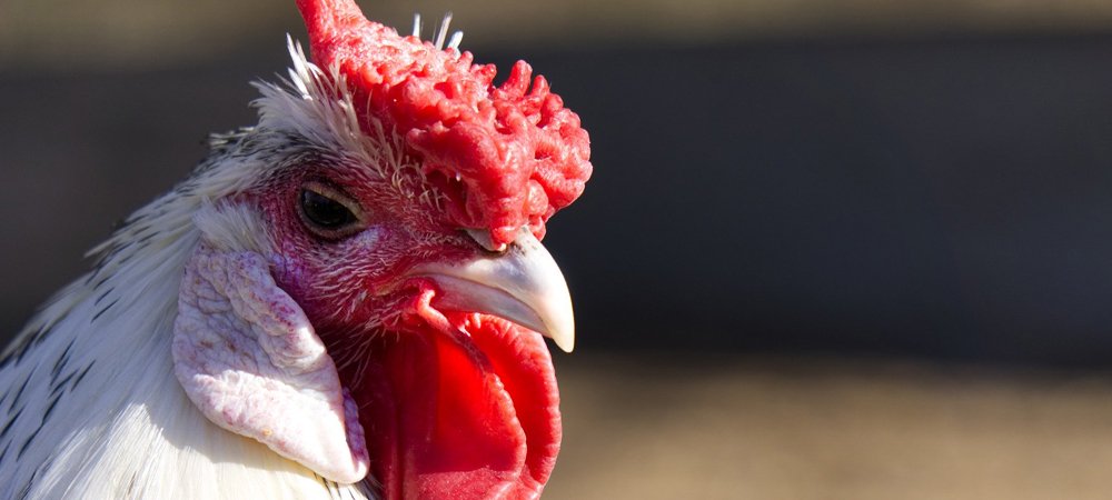 Huehner und ihre Faehigkeiten