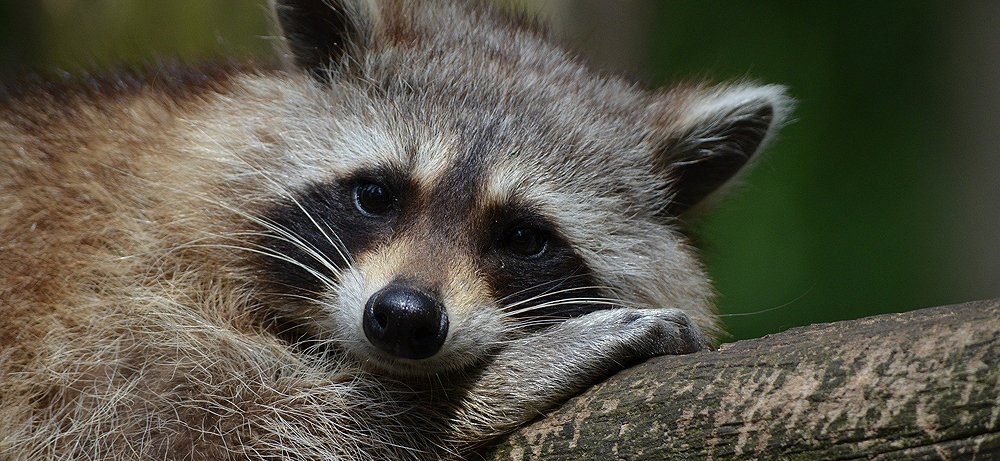 Fuchs und Marder die Feinde der Hühner