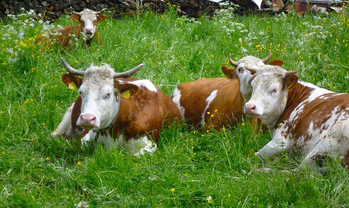 Schweine- & Geflügelhof Maier, 72149 Remmingsheim