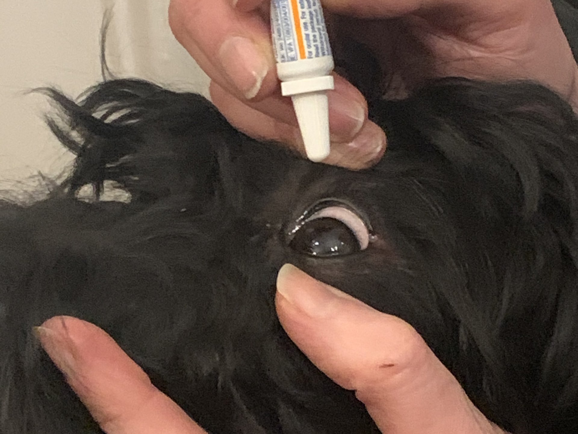 Vet Ophthalmology North East Scotland | North East Veterinary Ophthalmology