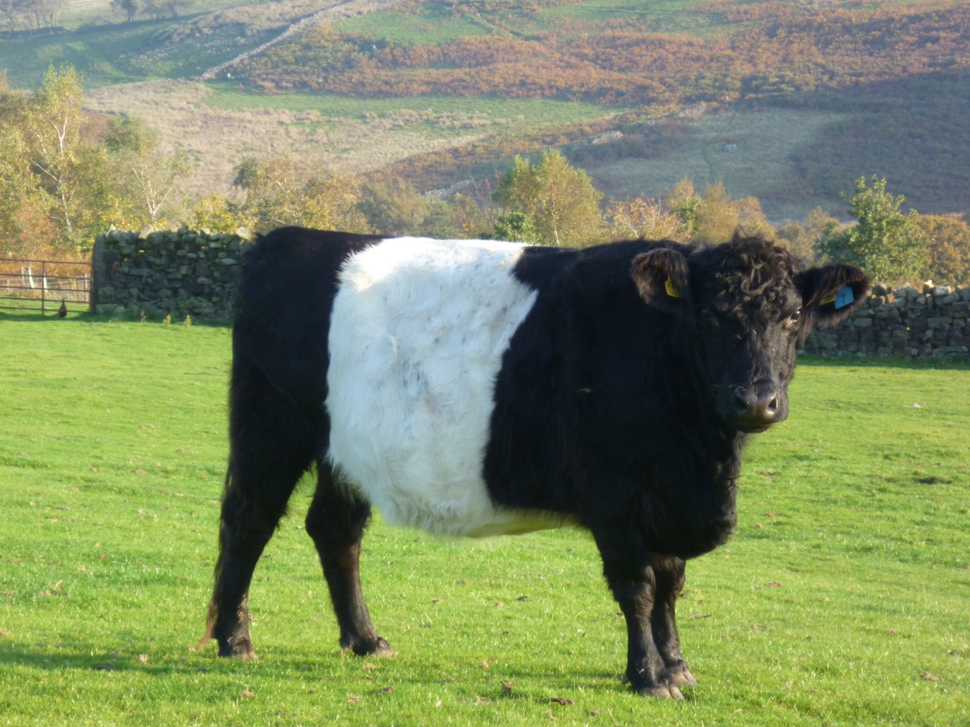 Home [www.skellgillfarmmeats.co.uk]