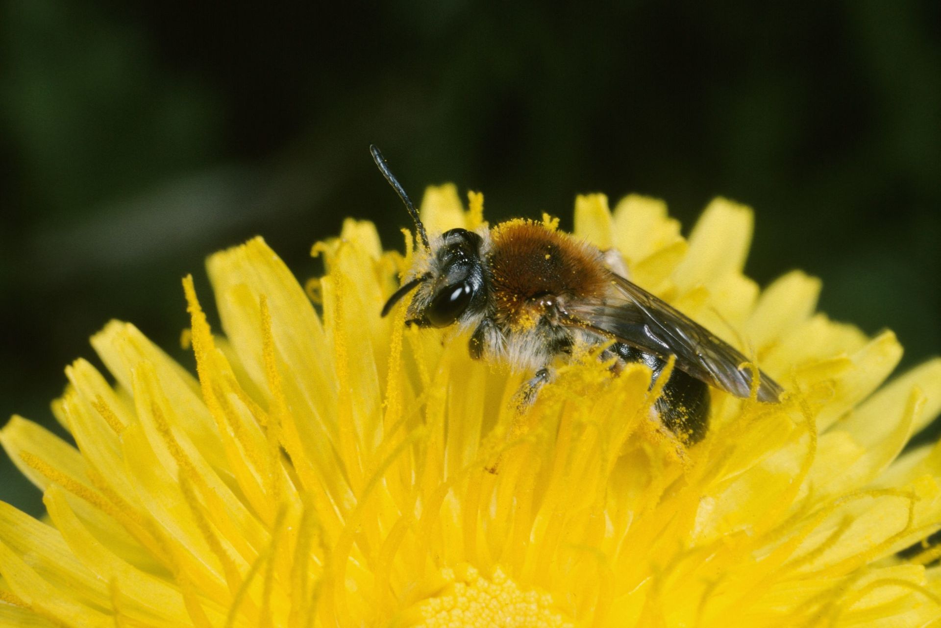 Steckbrief: Andrena cineraria - Graue Sandbiene ifbi.net