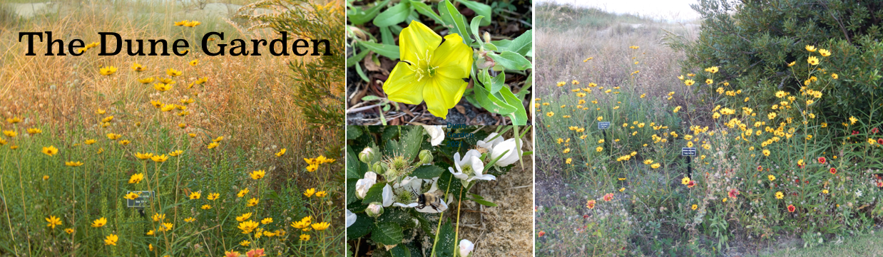Native Dune Garden