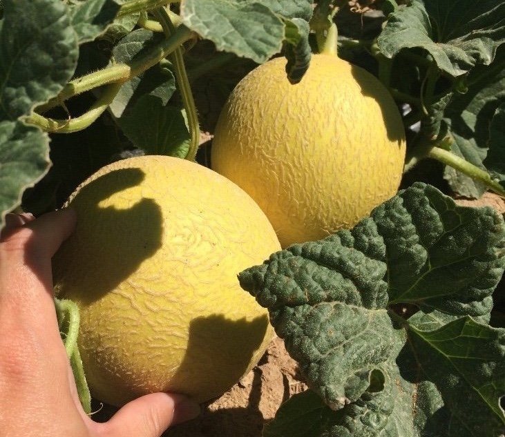 Iberica Fruit, Easy Fresh Produce Spain