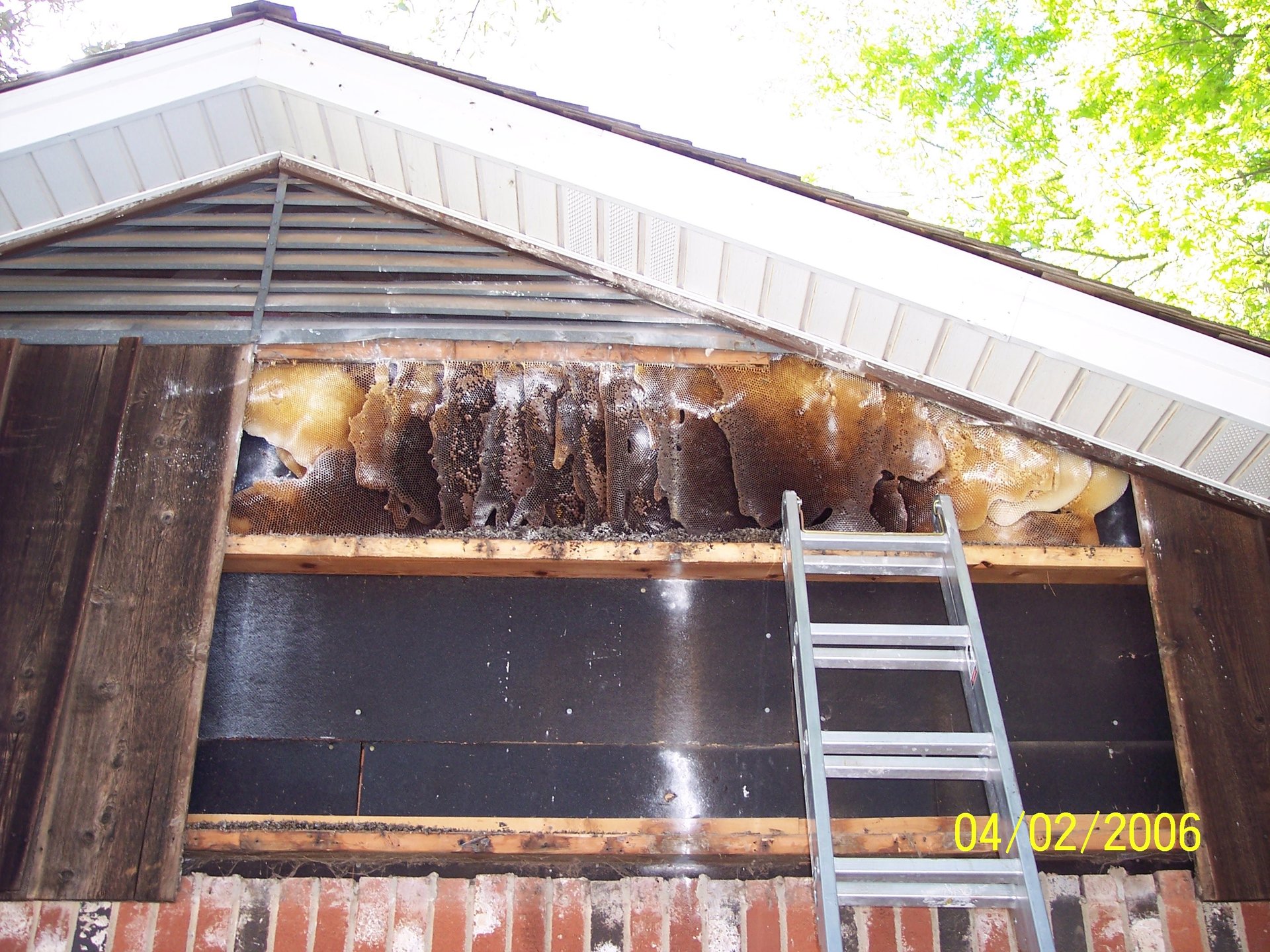 Bee Busters, Inc. - Humane Bee removal/control - Africanized killer bees