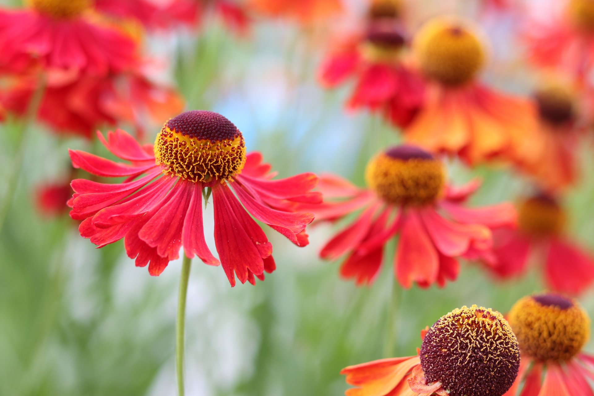 Perfect Plantings Home page