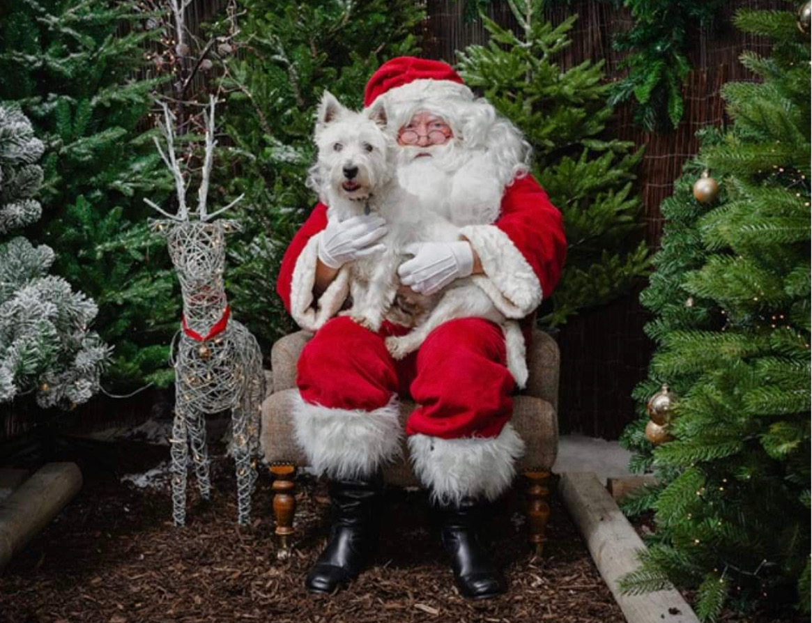 Tickets and bookings to meet Santa LIVE on video call