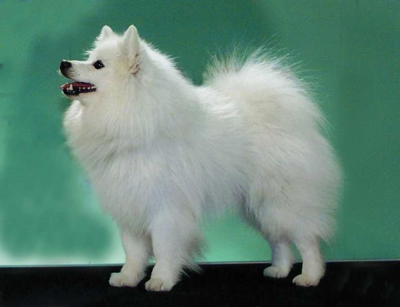 Standard Der Deutsche Spitz