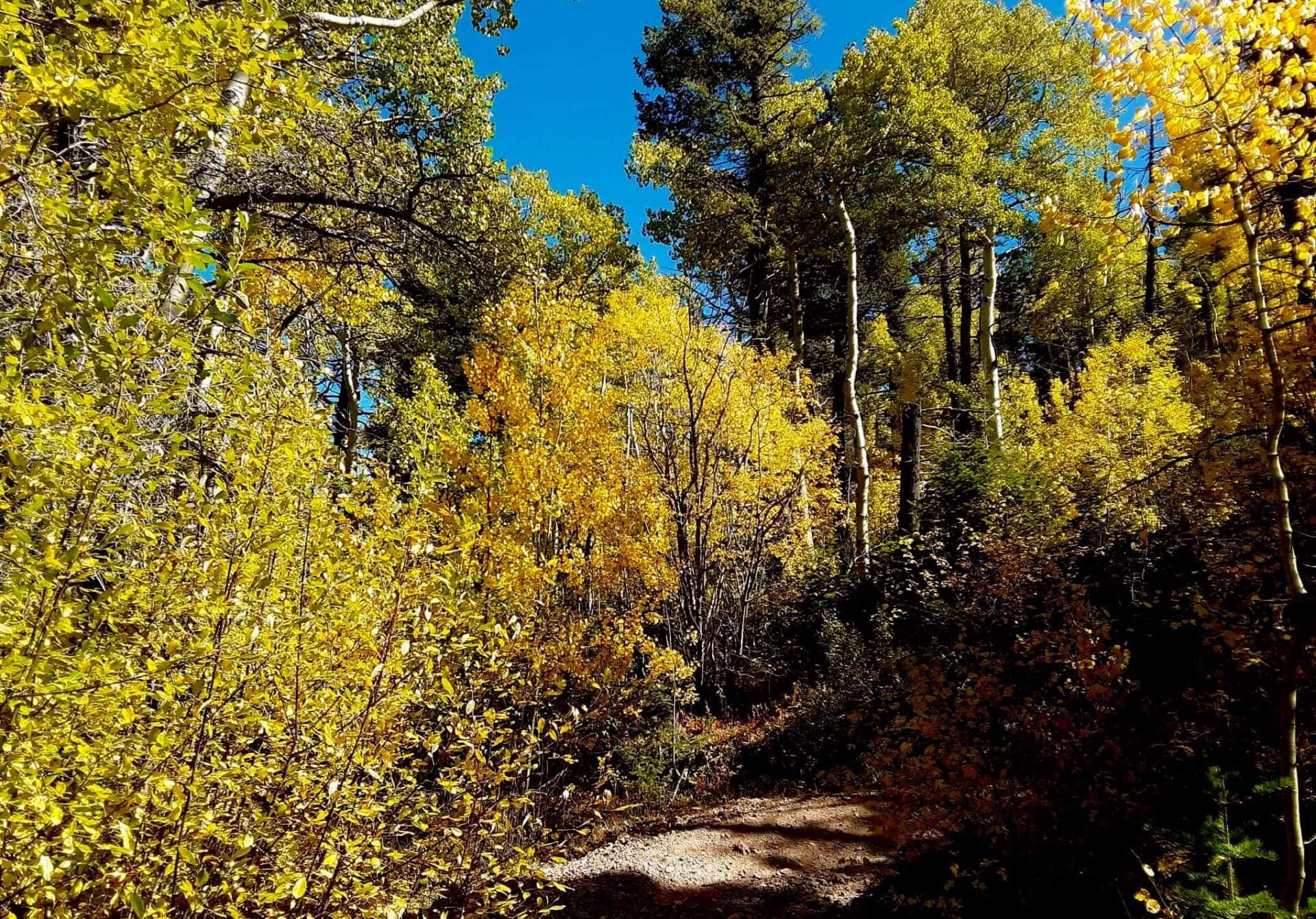 Georgia Ranch Trail rides horses nature adventure riding