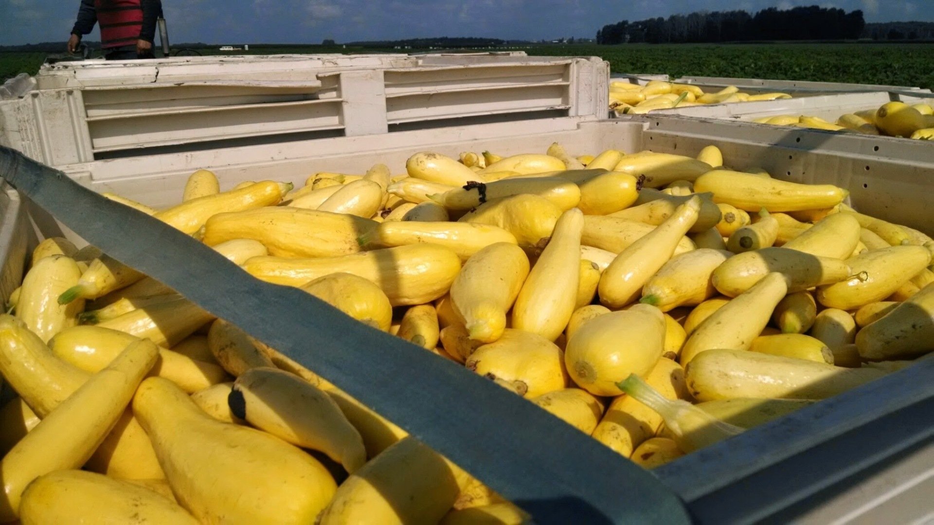 Yellow Squash