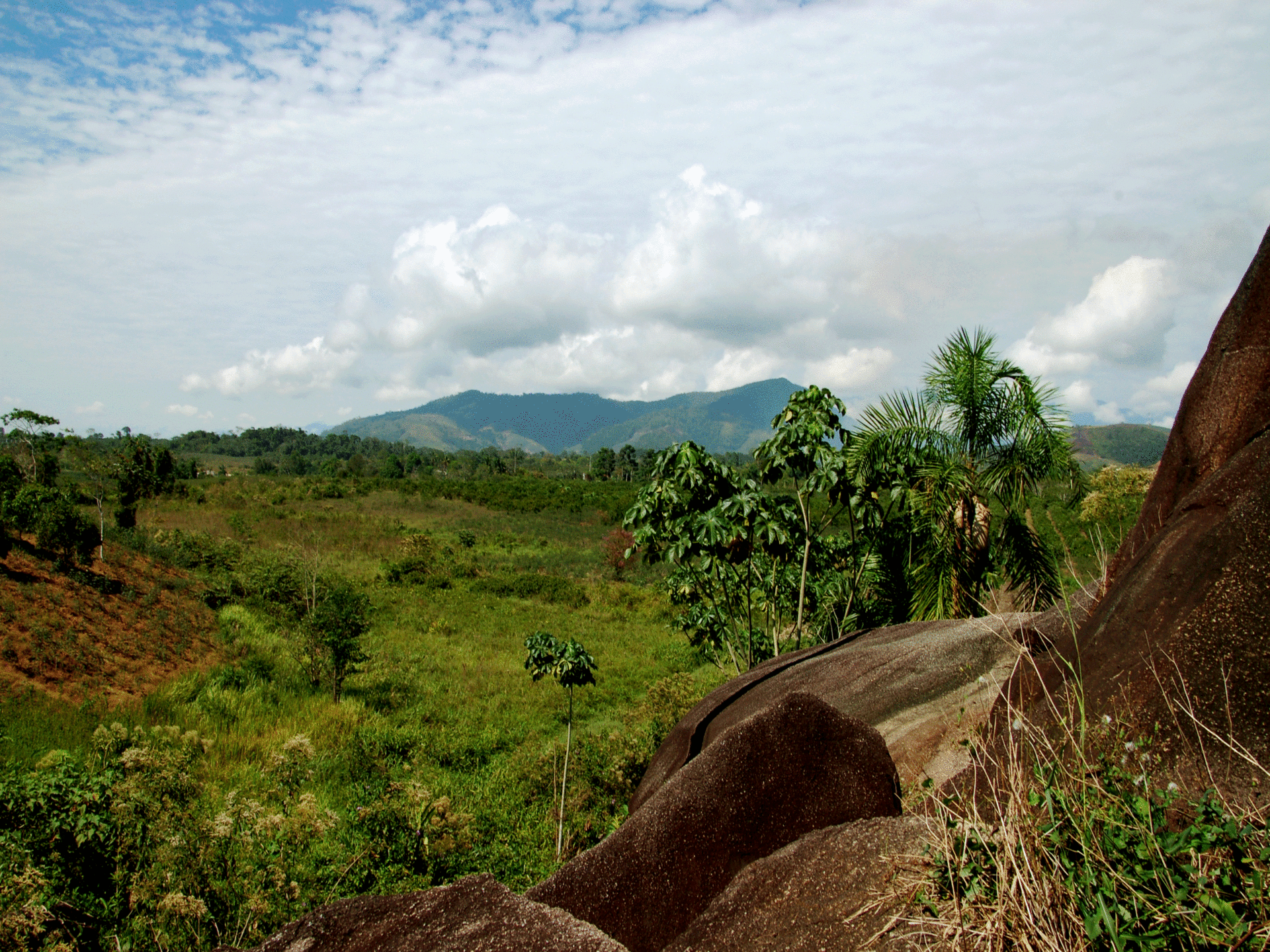 La Selva -Selva de Sueños ONG
