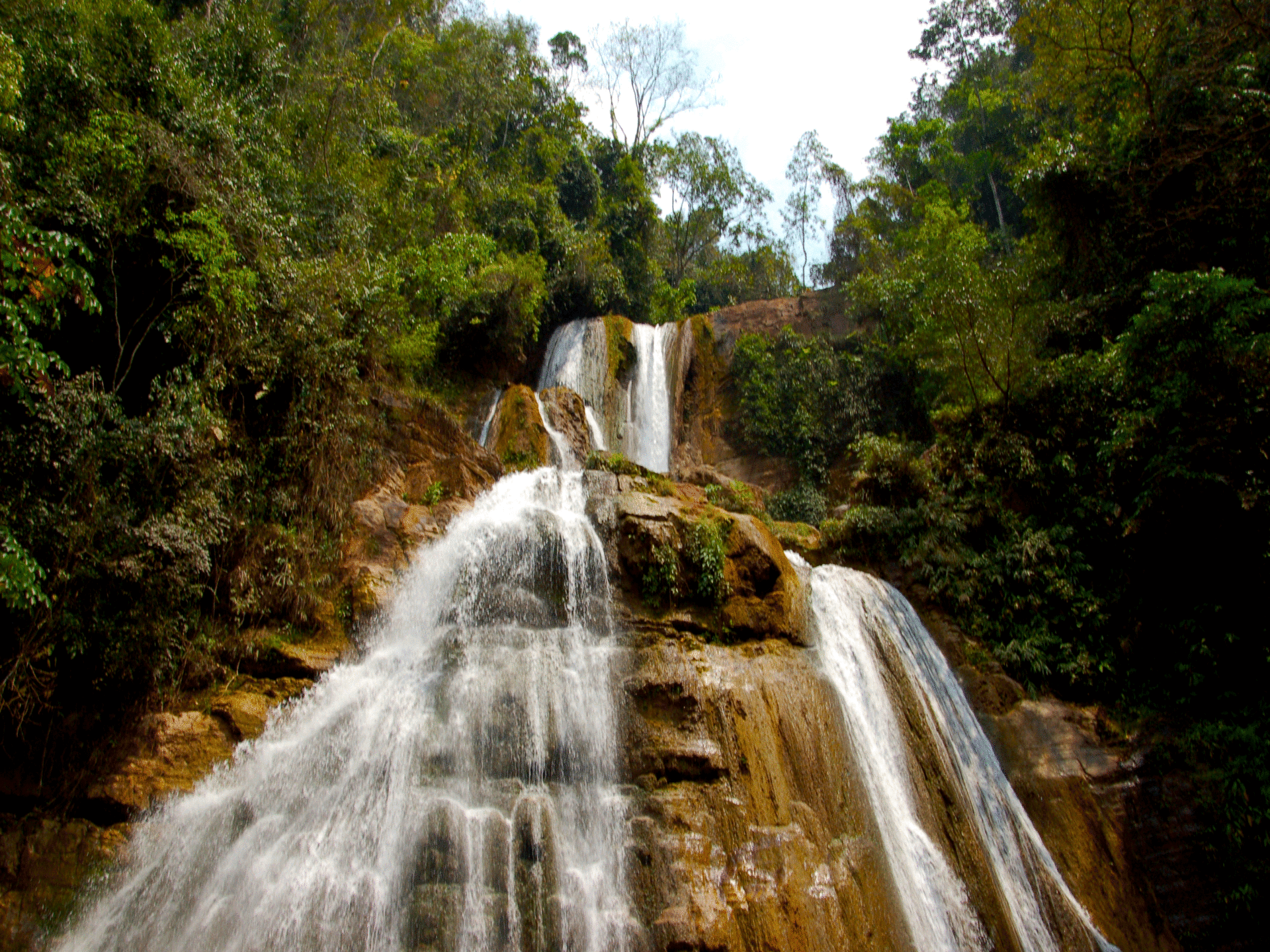 La Selva -Selva de Sueños ONG