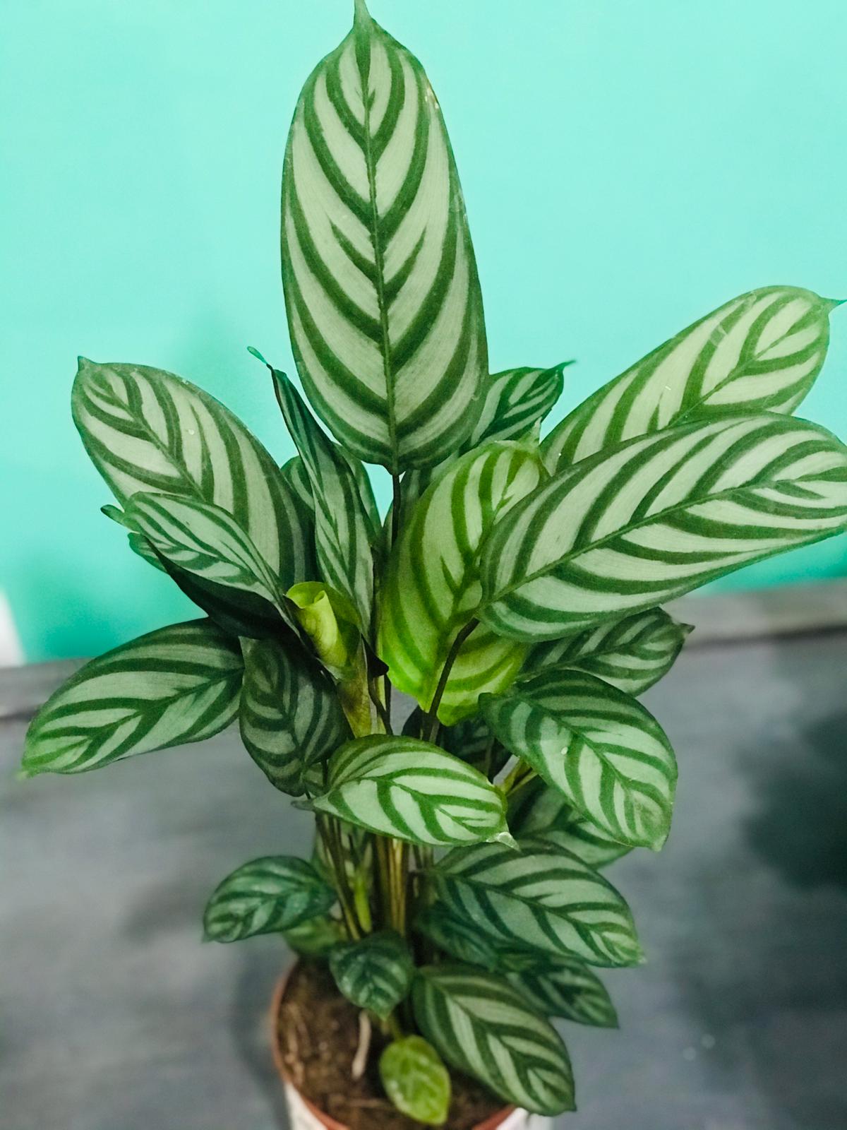 CALATEA