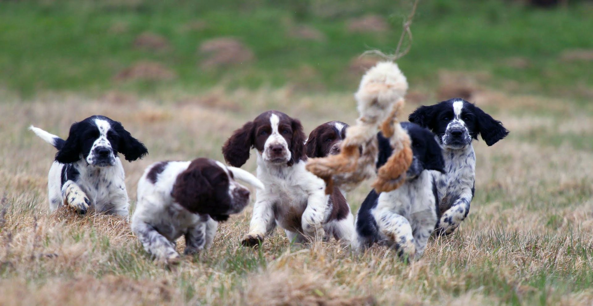 Springfield's English Springer Spaniel in Deutschland