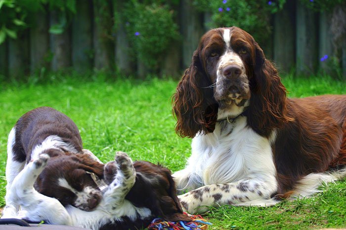 Springfield's English Springer Spaniel in Deutschland
