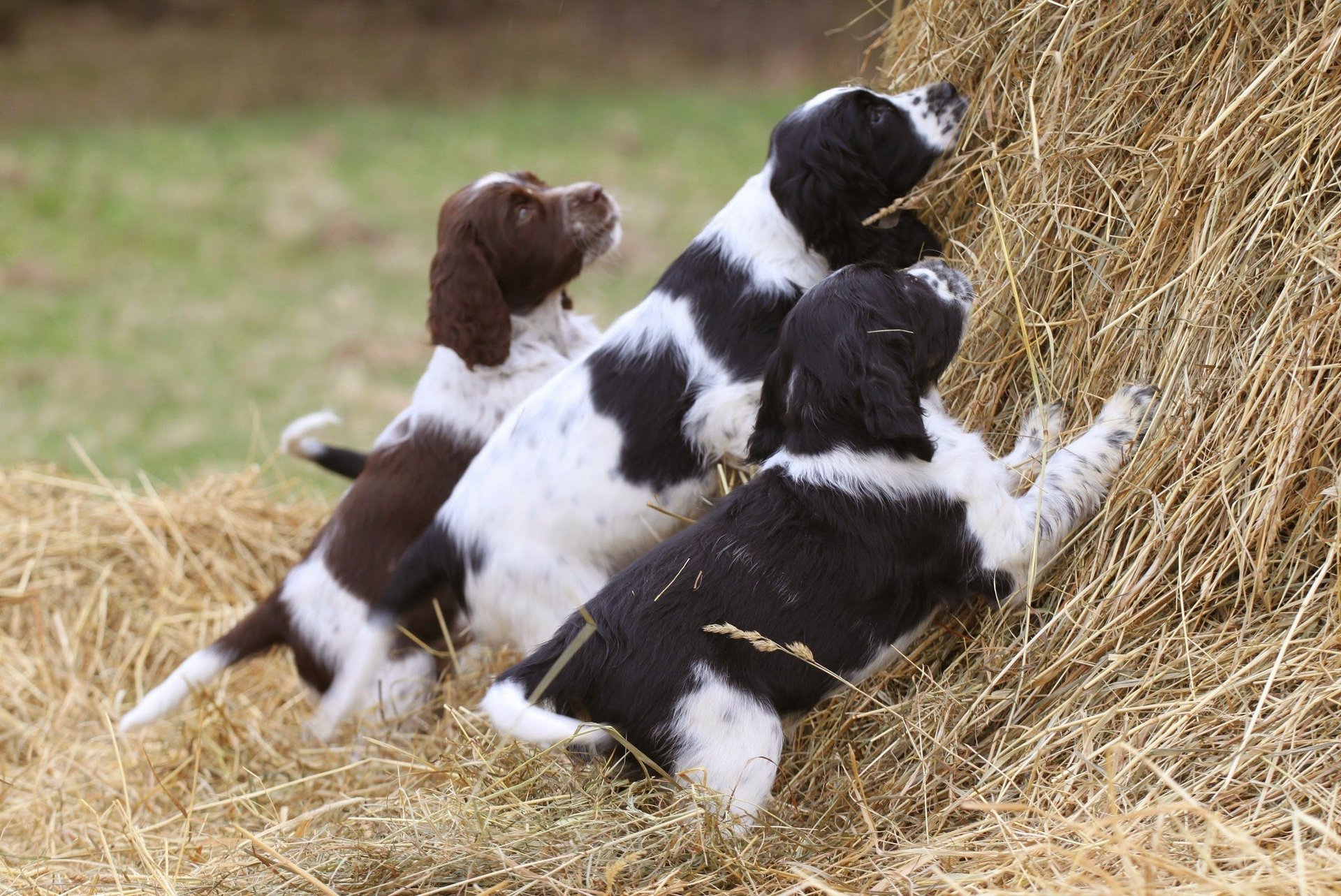 Springfield's English Springer Spaniel in Deutschland