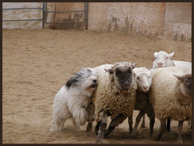 Meet the Polish Lowland Sheepdog