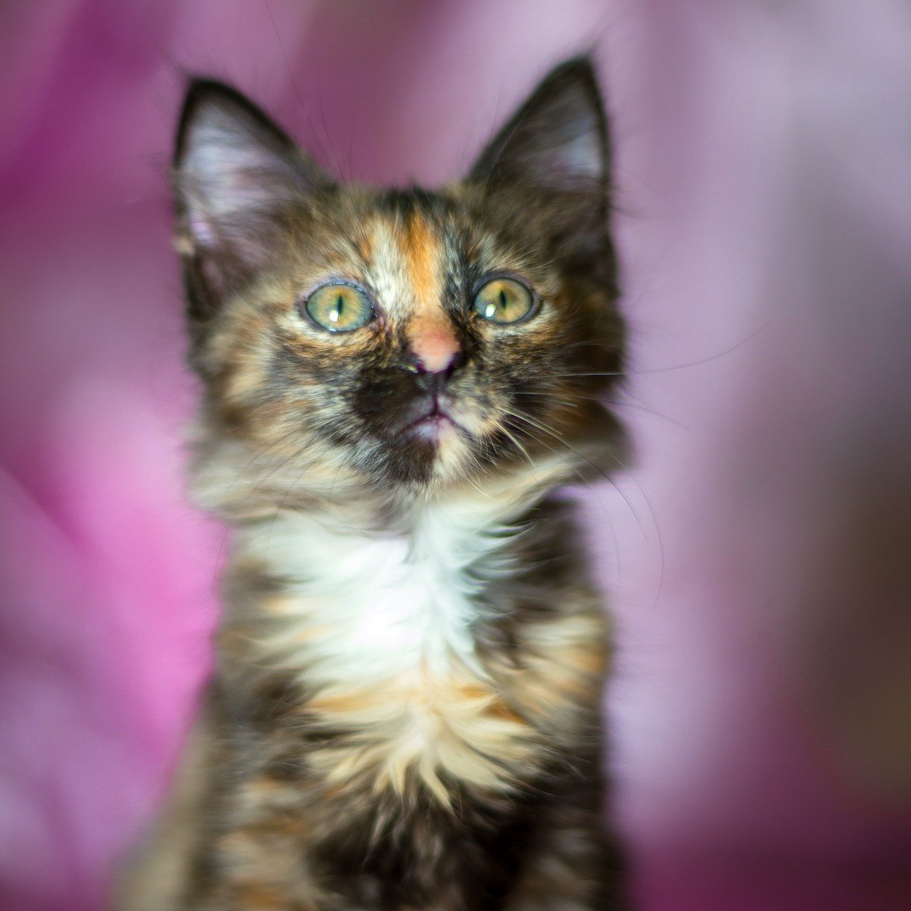 Robe "écaille de tortue", "Isabelle" ou "Calico", quelles sont les ...