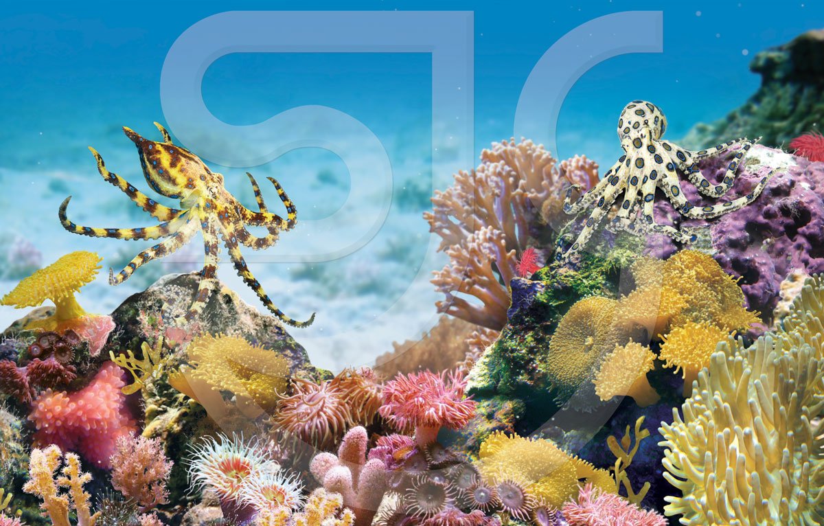 Aquatic Wildlife | Stuart Jackson-Carter Illustration Gallery