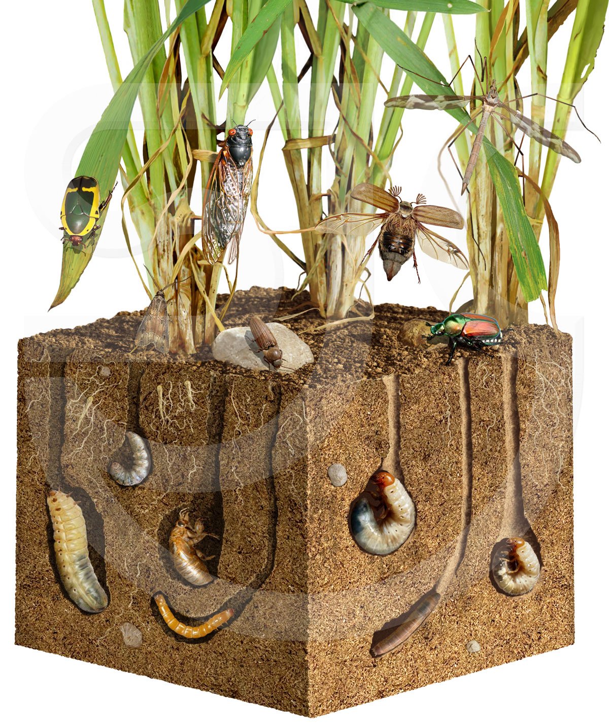 Terrestrial Wildlife • Botanical | SJC Illustration Gallery