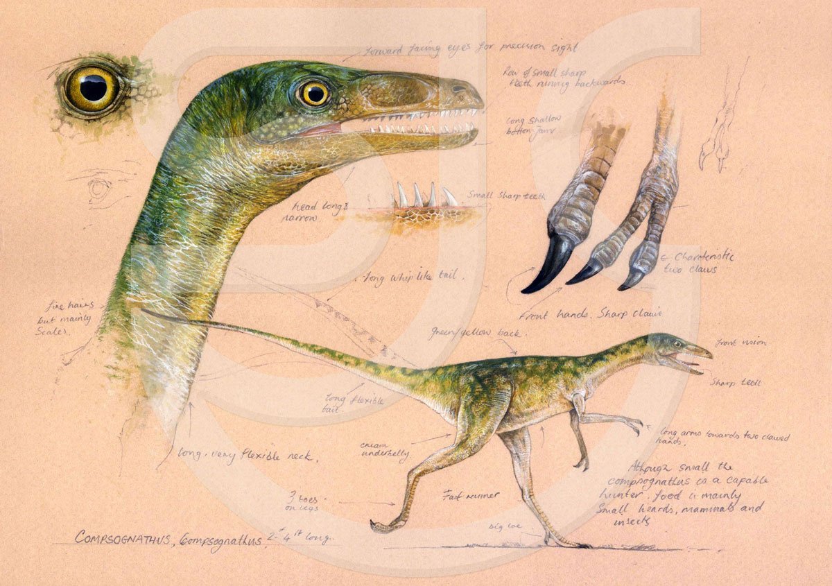 Prehistoric • Dinosaurs • Evolution | SJC Illustration Gallery