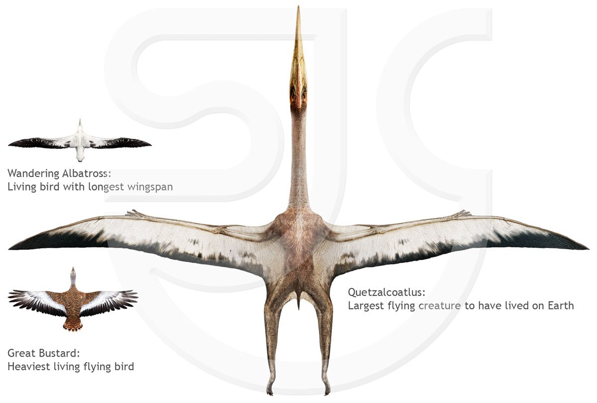 Prehistoric • Dinosaurs • Evolution | SJC Illustration Gallery