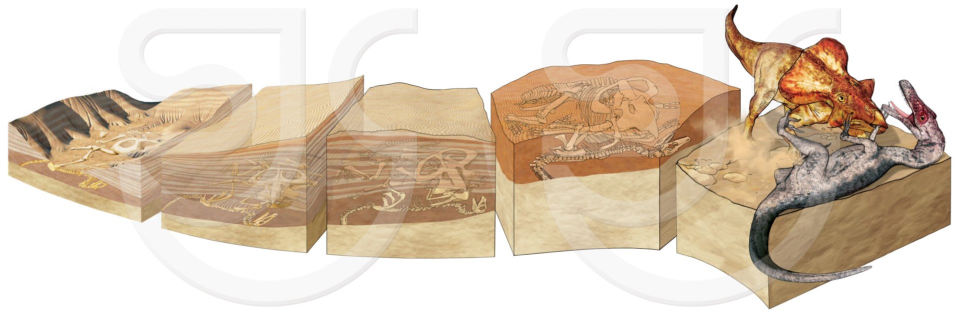 Prehistoric • Dinosaurs • Evolution | SJC Illustration Gallery