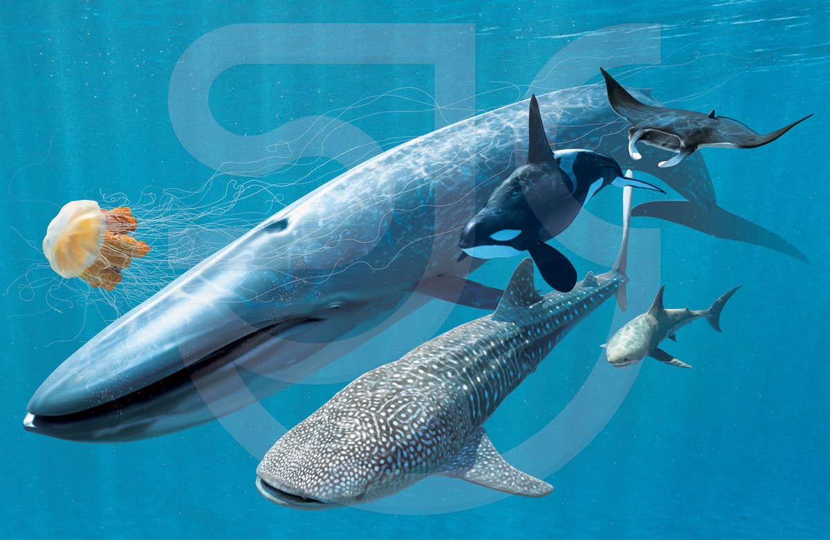 Aquatic Wildlife | Stuart Jackson-Carter Illustration Gallery