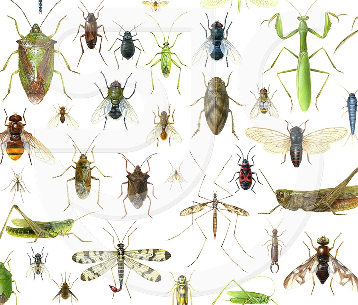 Terrestrial Wildlife • Botanical | SJC Illustration Gallery