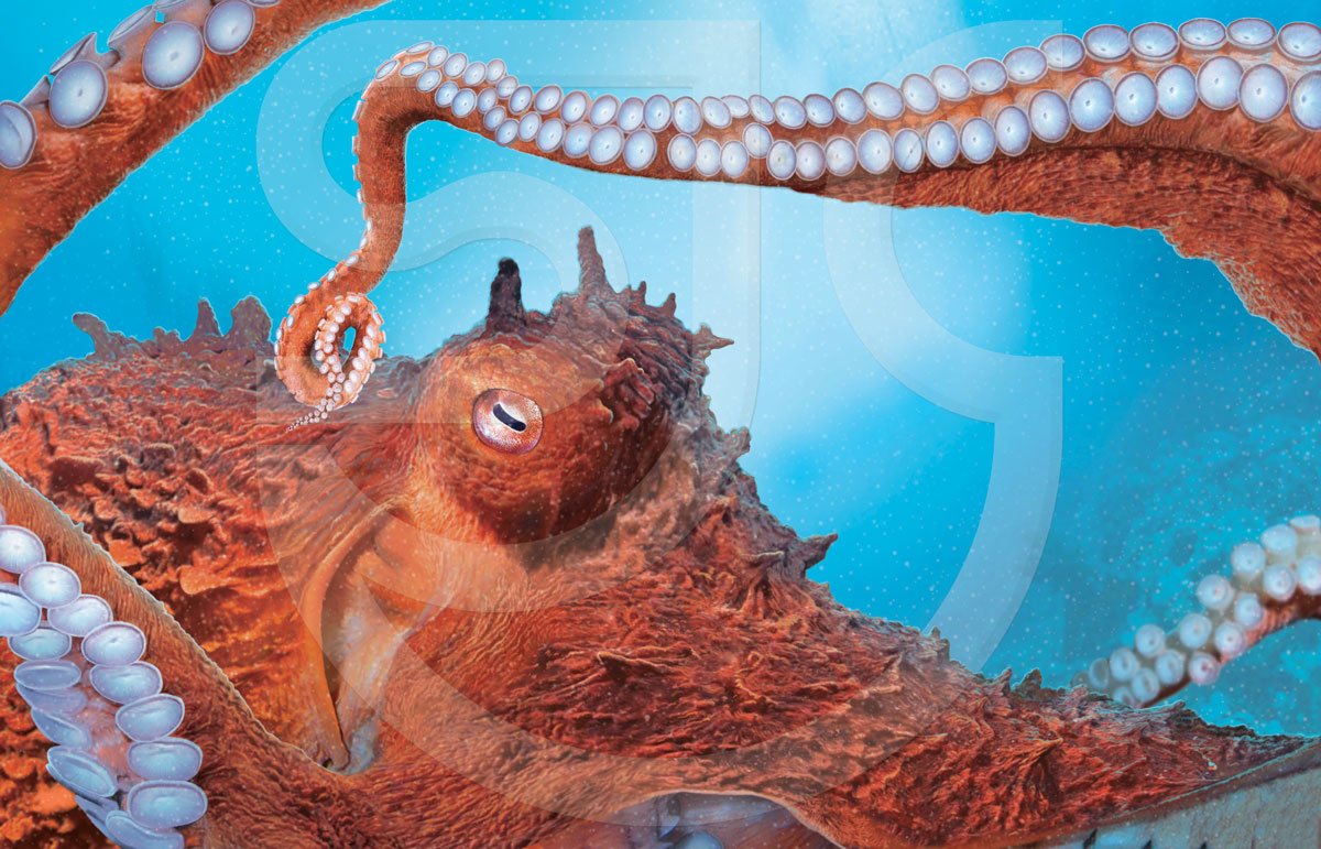 Aquatic Wildlife | Stuart Jackson-Carter Illustration Gallery