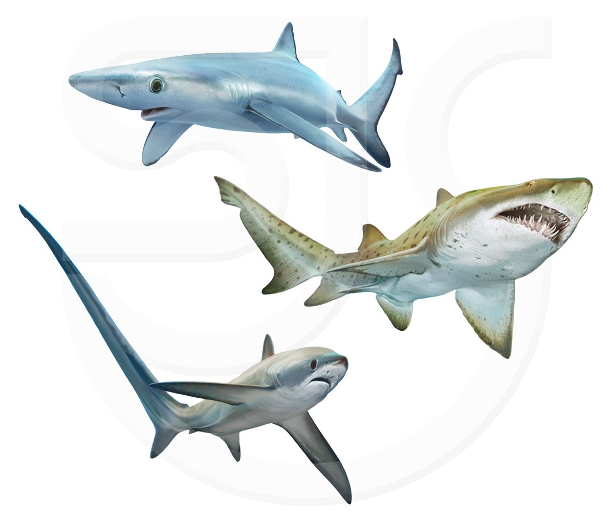 Aquatic Wildlife | Stuart Jackson-Carter Illustration Gallery