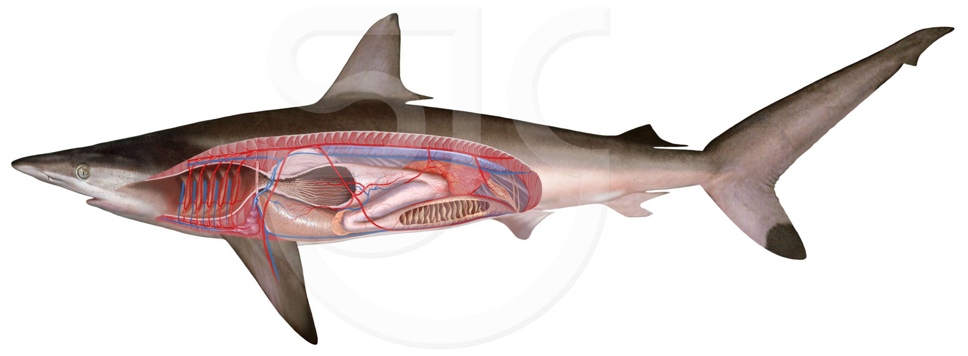 Aquatic Wildlife | Stuart Jackson-Carter Illustration Gallery