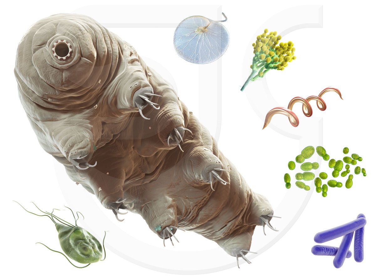 Terrestrial Wildlife • Botanical | SJC Illustration Gallery