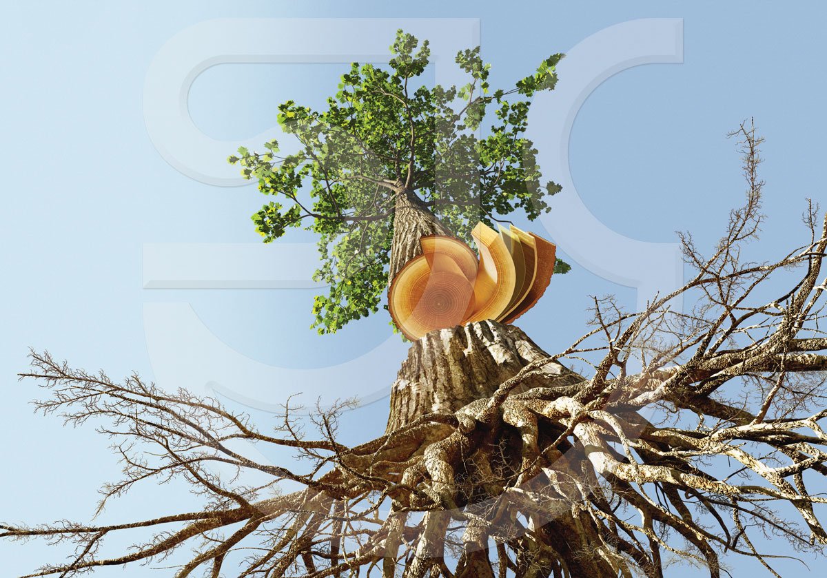 Terrestrial Wildlife • Botanical | SJC Illustration Gallery