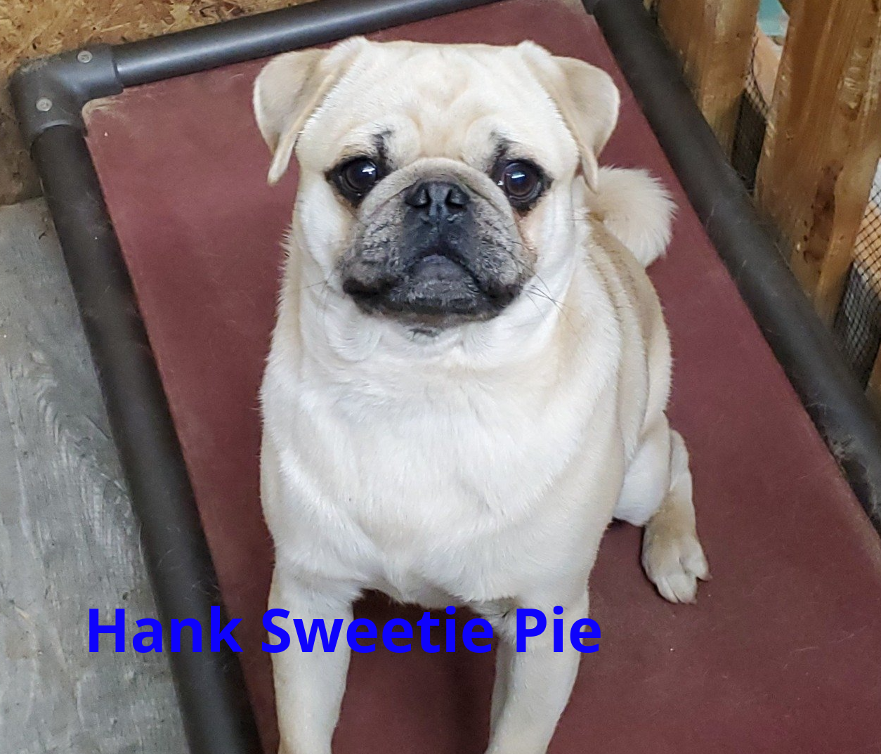 Sweetie Pie Pug Puppies- Happy, healthy AKC pugs and puppies - Our Pugs