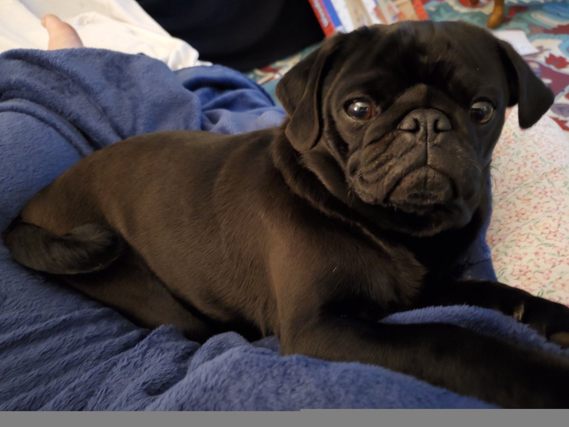 Sweetie Pie Pug Puppies- Happy, healthy AKC pugs and puppies - Our Pugs