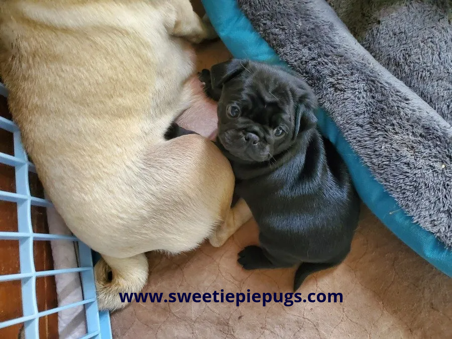 Sweetie Pie Pug Puppies- Happy, healthy AKC pugs and puppies - Home
