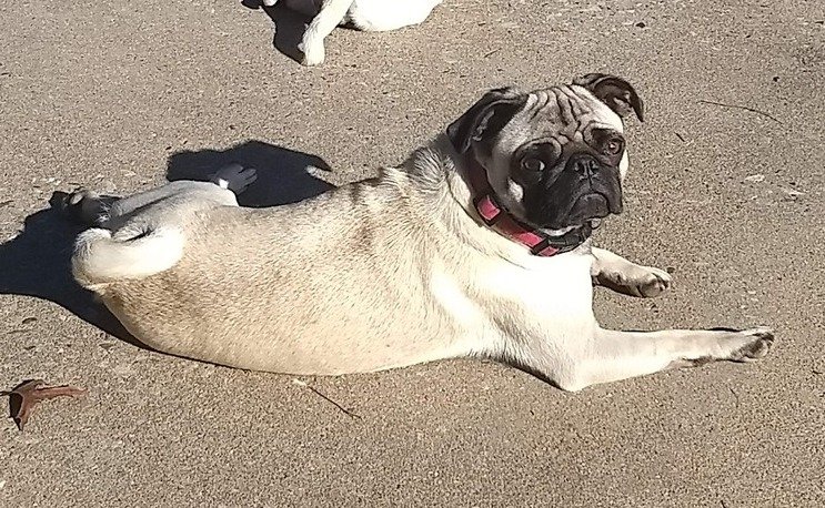 Sweetie Pie Pug Puppies- Happy, healthy AKC pugs and puppies - Our Pugs