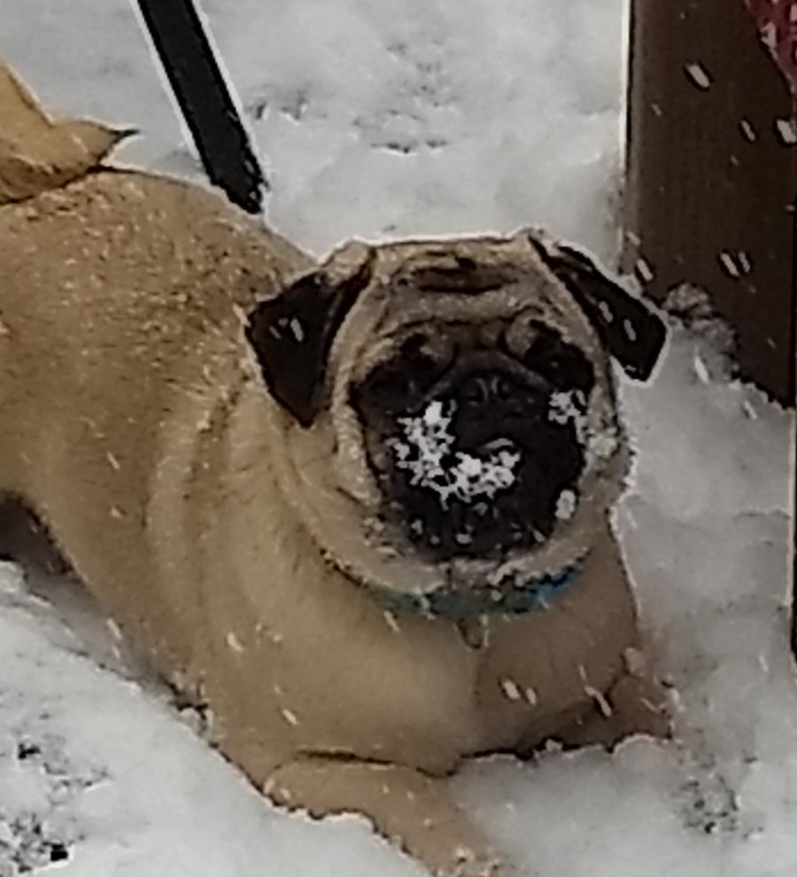 Sweetie Pie Pug Puppies- Happy, healthy AKC pugs and puppies - Our Pugs